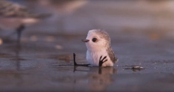 [Review] Oscar Nominated Shorts: ‘Piper’ | Rotoscopers